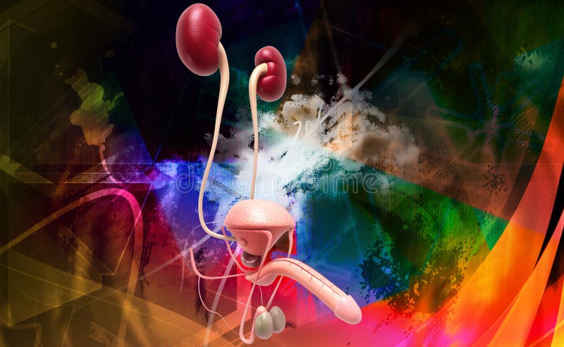 Male Reproductive System Stock Illustrations 2 544 Male Reproductive