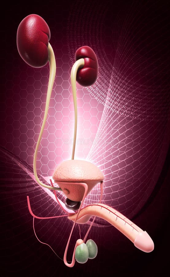 Male Reproductive System Stock Illustrations 2 544 Male Reproductive