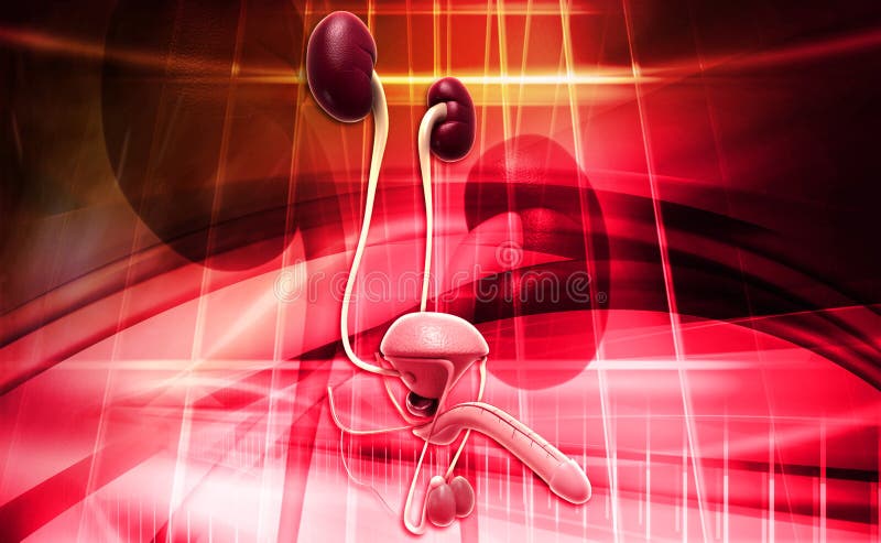 Male reproductive system stock illustration. Illustration of health ...