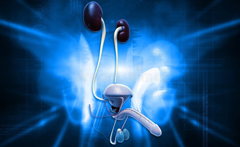 Male reproductive system stock illustration. Illustration of ...