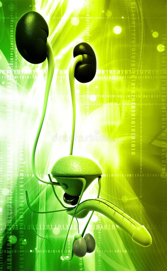 Male Reproductive System Stock Illustrations – 2,544 Male Reproductive ...