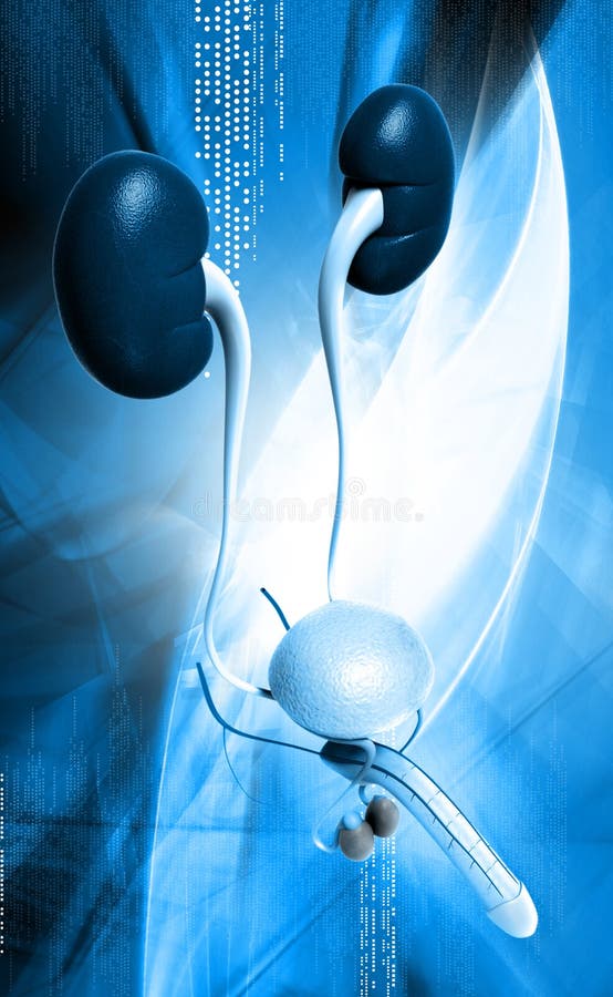 Male reproductive system stock illustration. Illustration of human ...