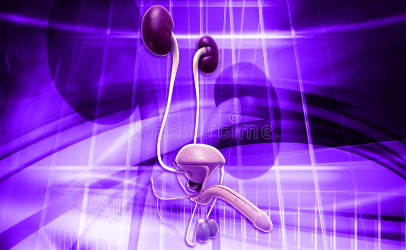 Male Reproductive System Stock Illustrations – 2,544 Male Reproductive ...