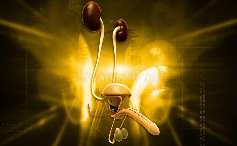 Male Reproductive System Stock Illustrations – 2,544 Male Reproductive ...