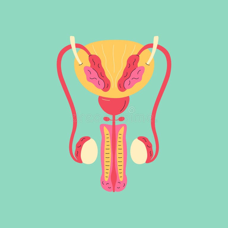 Testis Cartoon Stock Illustrations 66 Testis Cartoon Stock