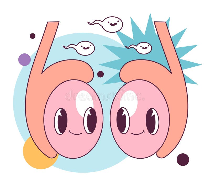 Male Reproductive System Healthy Male Testis Reproductive System