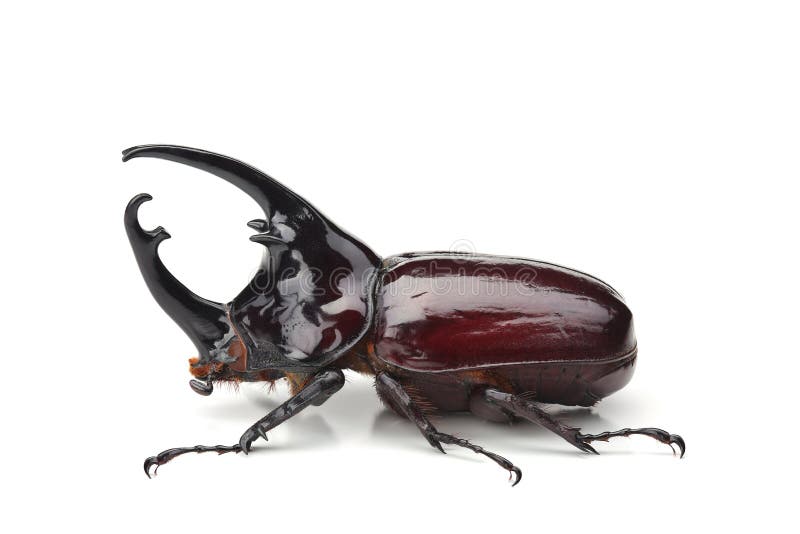 Male of Rhinoceros Beetle Augosoma Centaurus Isolated on White Stock ...