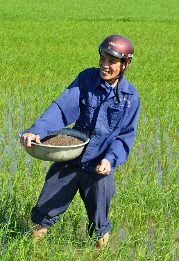 Male Rice Paddy Worker editorial photography. Image of sowing - 32410082