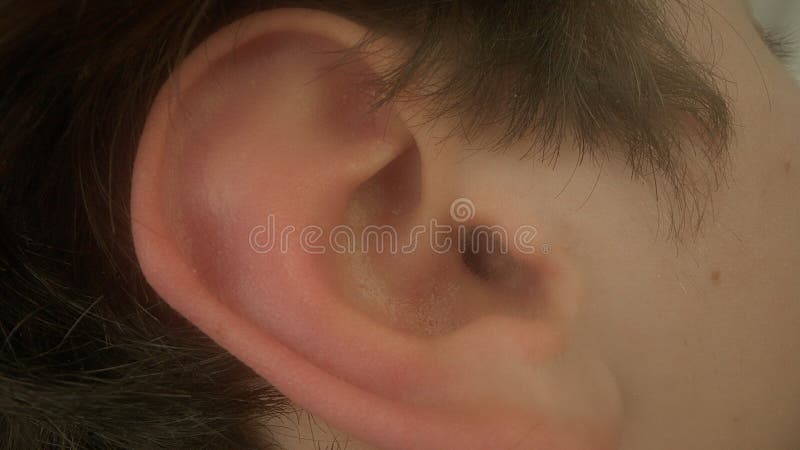 Male Right Ear. the Part of the Body Responsible for Hearing and ...