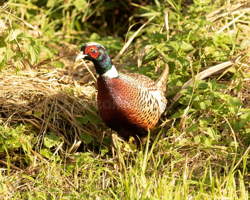 Male Ring-necked Pheasant Foraging on a Grassland Stock Image - Image ...