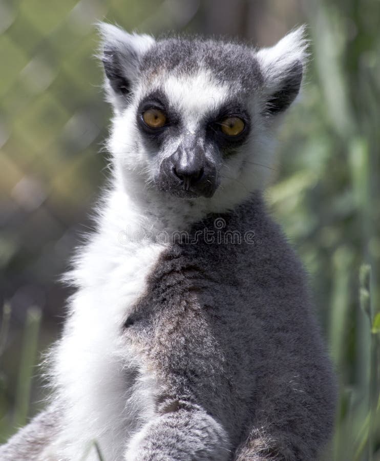 Male ring-tailed lemur stock photo. Image of strepsirrhine - 5233766