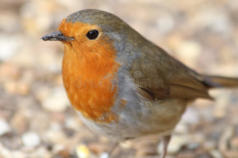 Male Robin stock photo. Image of wing, feathers, robin - 69260630