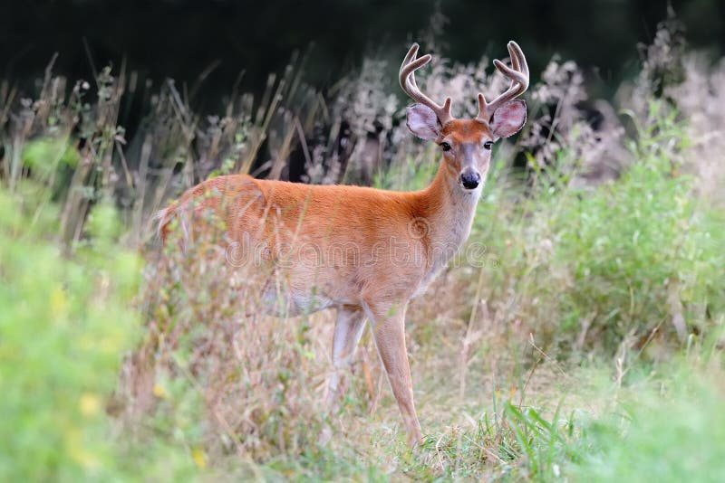 Fallow Deer (Dama dama) stock photo. Image of cervidae - 16597282