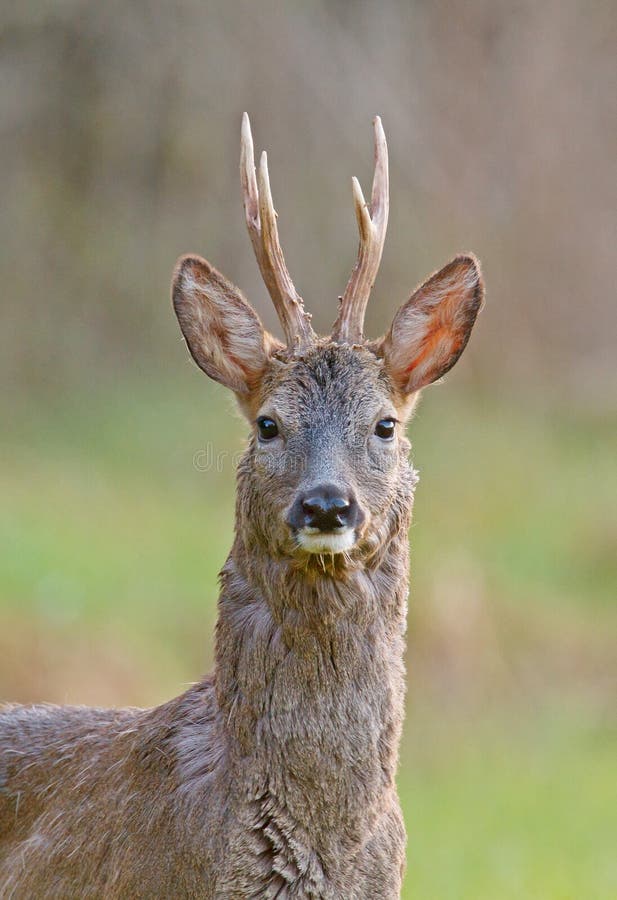 Male roe deer stock image. Image of buck, eating, flower - 25781285