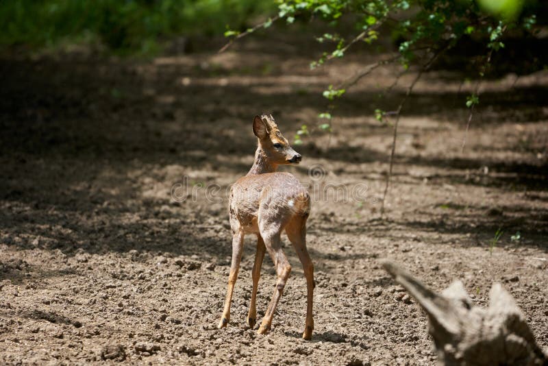 Male roebuck by the forest stock photo. Image of deer - 183229072