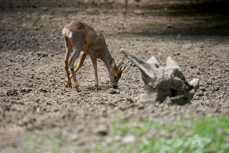 Male roebuck by the forest stock image. Image of male - 183229075