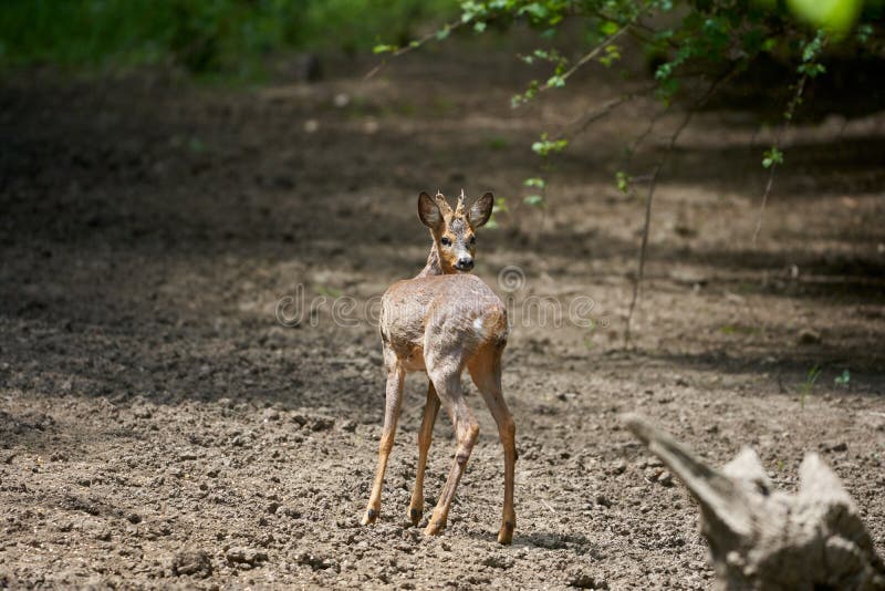 Male roebuck by the forest stock image. Image of ground - 183229079
