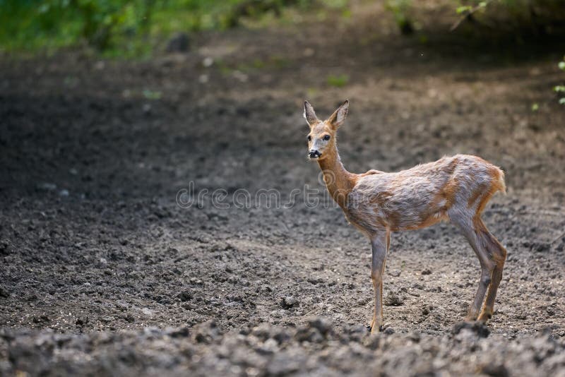 Male roebuck by the forest stock image. Image of whitetail - 183229099