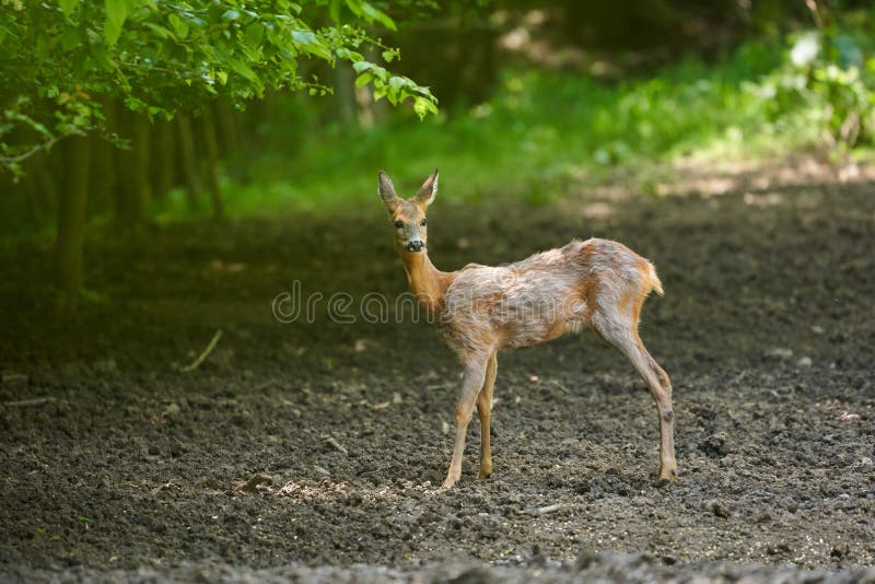 Male roebuck by the forest stock photo. Image of ground - 183229108