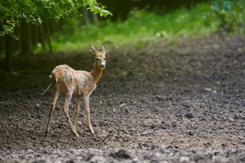Male roebuck by the forest stock image. Image of beautiful - 183229109