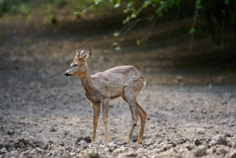 Male roebuck by the forest stock image. Image of buck - 183229113