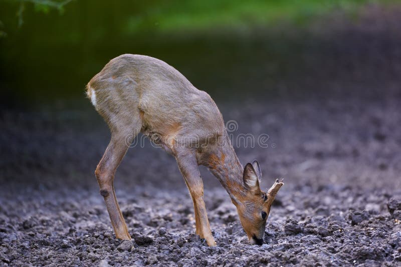 Male roebuck by the forest stock photo. Image of looking - 183229128