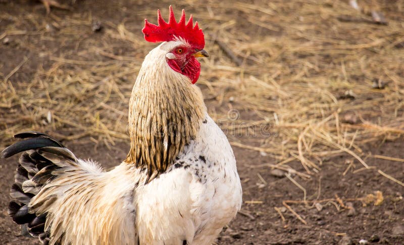 Male Rooster stock photo. Image of cockle, livestock - 51071168