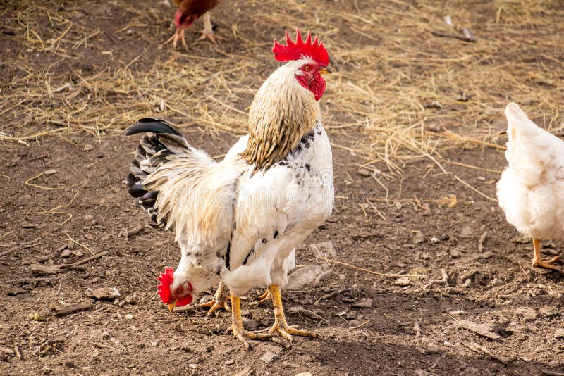 Male Rooster stock image. Image of coop, chicken, island - 51071213