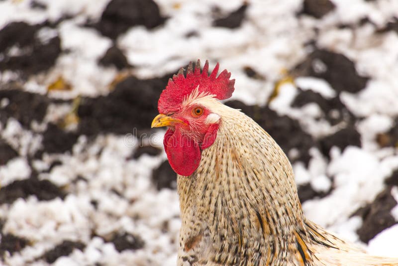 Male Rooster stock photo. Image of coop, chick, fowl - 63048106