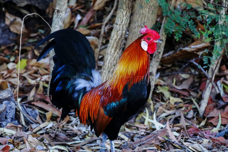 Male chicken in the forest stock photo. Image of beak - 207697900