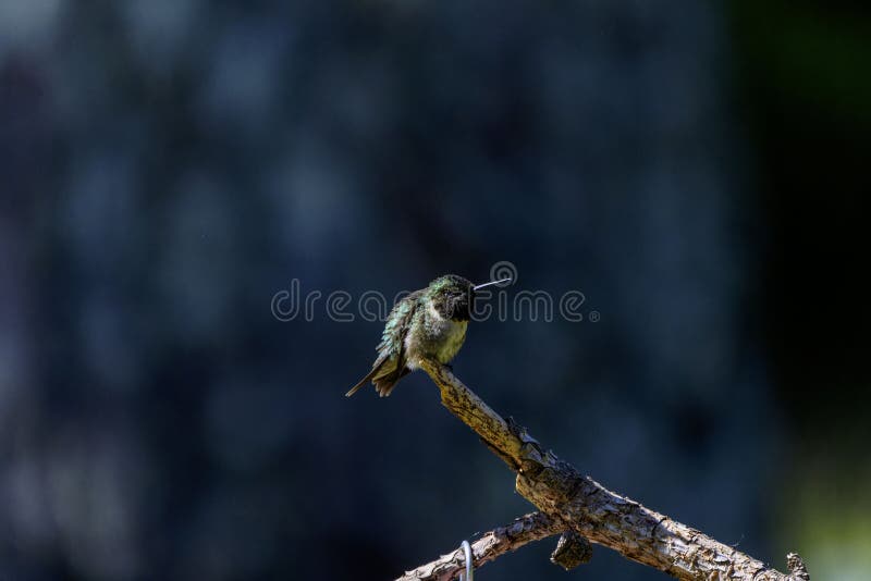 Ruby-throated Hummingbird (Archilochus Colubris) Stock Photo - Image of colubris, leaf: 383471302