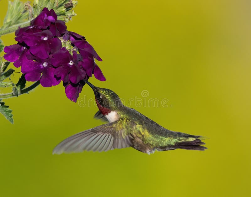 Male Ruby Throated Hummingbird Stock Photo - Image of animal, bird ...