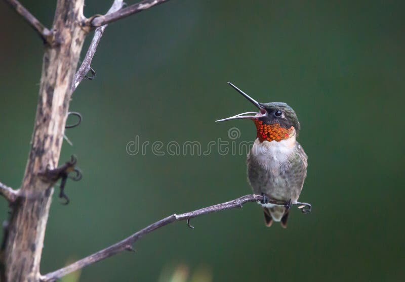 Hummingbird Perched on Branch Stock Photo - Image of green, colourful ...