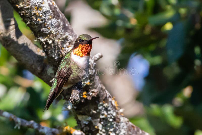 Hummingbird Resting II stock photo. Image of feather - 41100128