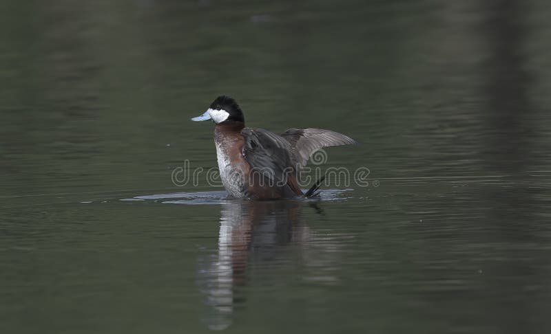 Male Ruddy Duck in Breeding Colors Stock Photo - Image of swan ...