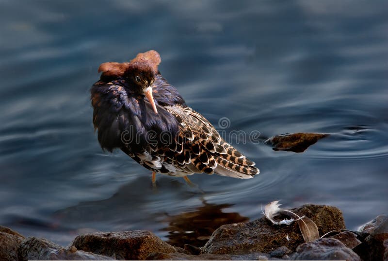 Male Ruff stock image. Image of wildlife, norfolk, philomachus - 12483873