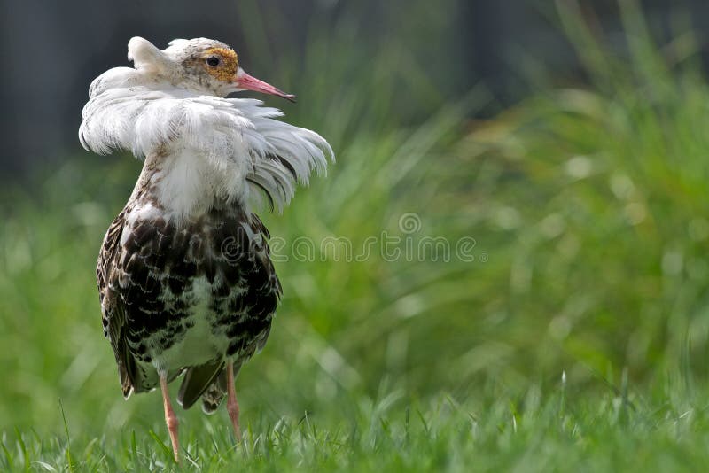 Male Ruff stock image. Image of philomachus, ruff, wading - 14319507