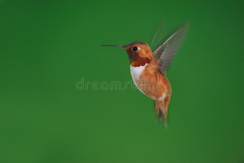 Male rufous Hummingbird stock photo. Image of bird, hummingbird - 18453126