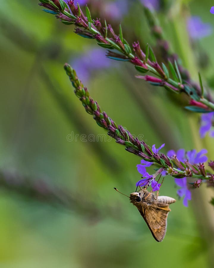 Sachem Skipper in Illinois stock photo. Image of illinois - 76259286