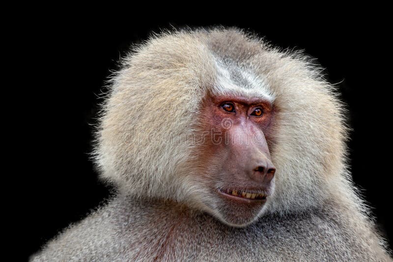 Male Sacred Baboon Isolated in Closeup Portrait Isolated in Selective ...