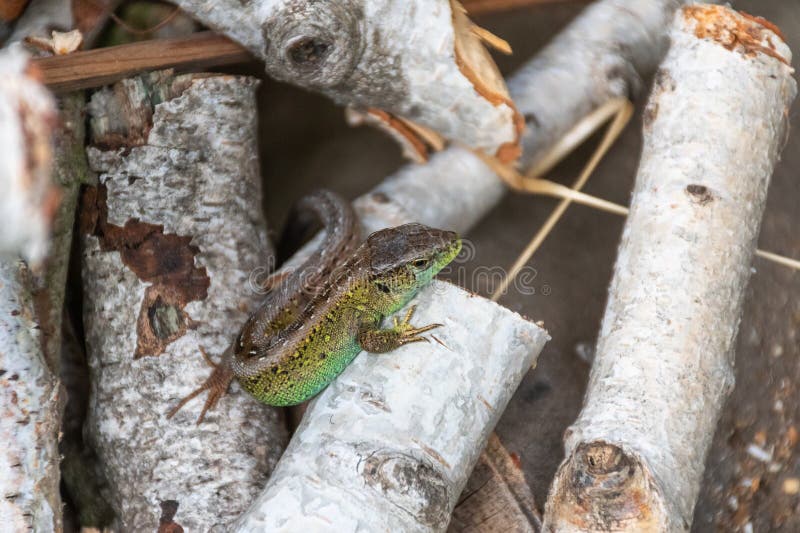 Male Sand Lizard with Beautiful Green Coloring Stock Photo - Image of ...