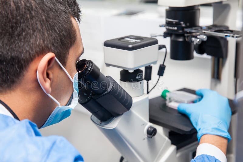 Male Scientist Looking at Cell Culture Under the Microscope Stock Image ...