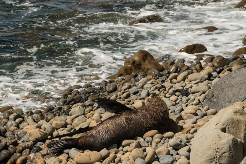 Seal basking in the sun stock photo. Image of basking - 21317706