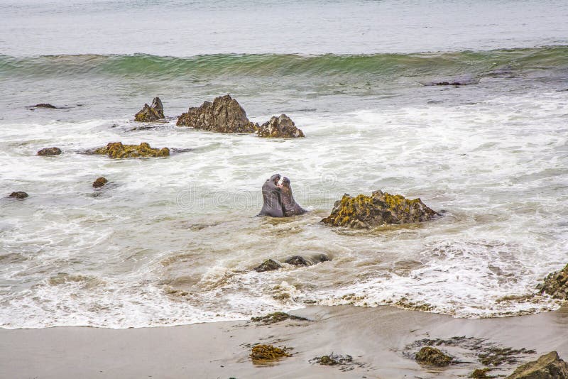 Male Sealions Fight in the Ocean Stock Photo - Image of beach, area ...