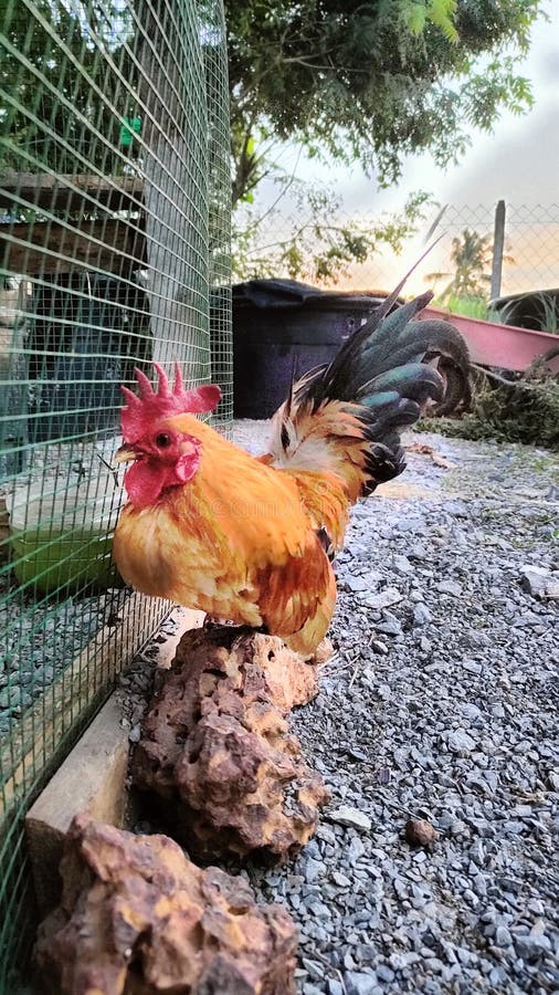 Male Serama Chicken stock image. Image of chicken, serama - 276133191