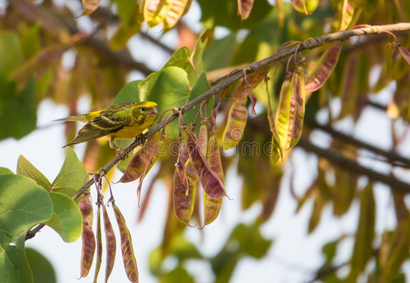 Male Serin on Judas Tree stock photo. Image of ripe, judas - 94601436