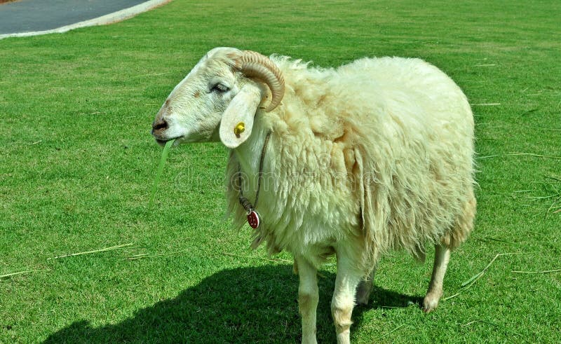 Male sheep stock image. Image of green, feed, stand, horn - 14656949
