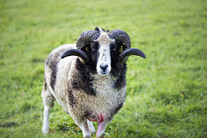 13,215 Male Sheep Stock Photos - Free & Royalty-Free Stock Photos from ...