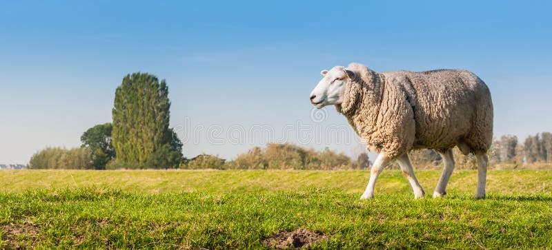 Male sheep looking around stock photo. Image of european - 29509008