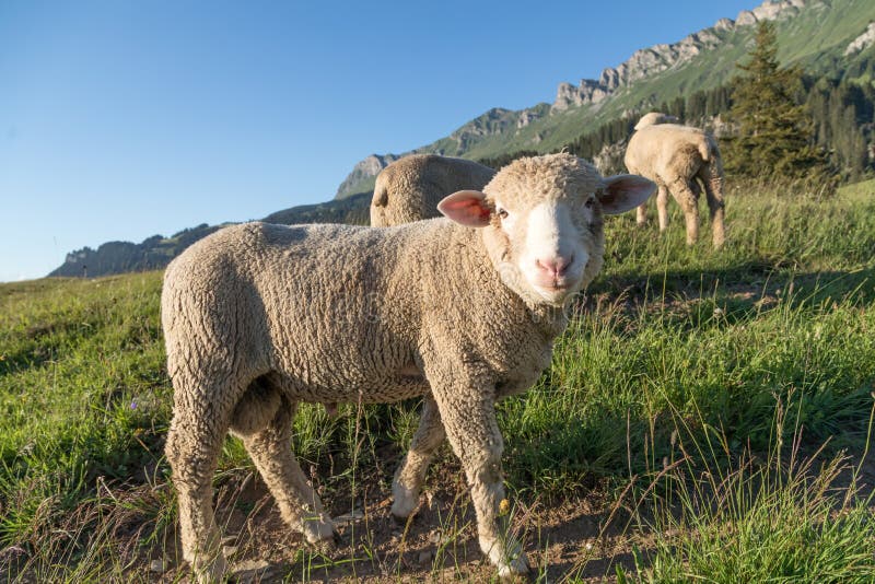 11,950 Male Sheep Photos - Free & Royalty-Free Stock Photos from Dreamstime